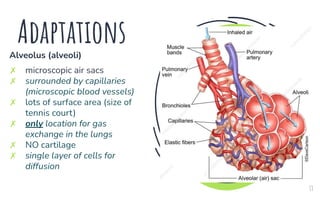 Human Respiratory System Note 2025 _respiratory_structures___processes.pdf