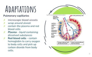 Human Respiratory System Note 2025 _respiratory_structures___processes.pdf