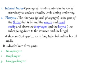 Human respiratory system | PDF
