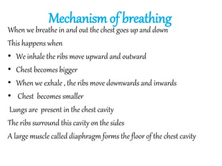 Human respiratory system | PDF