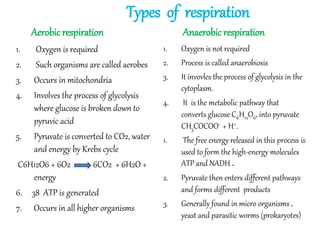 Human respiratory system | PDF