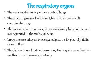 Human respiratory system powerpoint presentation | PPTX