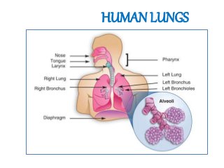 Human respiratory system powerpoint presentation | PPTX