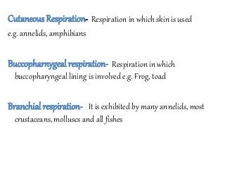 Human respiratory system powerpoint presentation | PPTX