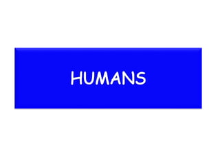 Humans | PPT