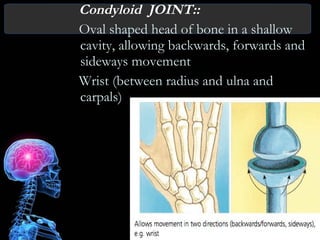 Humans body and structure engineering | PPT