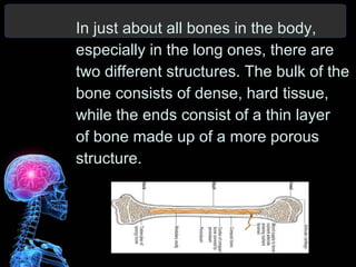 Humans body and structure engineering | PPT