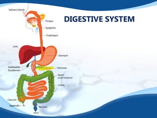Human's body systems | PPT
