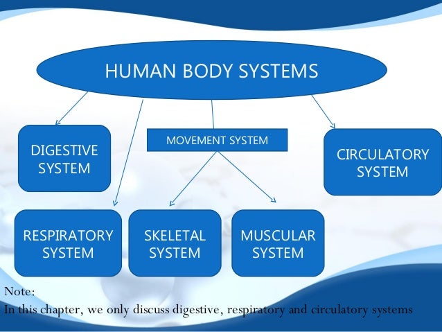 Human's body systems
