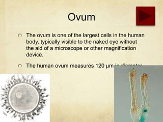 Human's cell | PPT