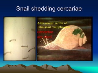 HUMAN SCHISTOSOMIASIS STUDS.ppt | Infectious Diseases | Diseases and ...