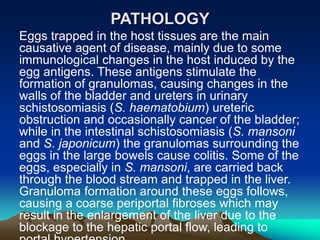 HUMAN SCHISTOSOMIASIS STUDS.ppt | Infectious Diseases | Diseases and Conditions