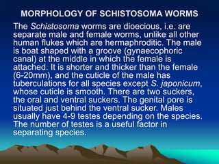 HUMAN SCHISTOSOMIASIS STUDS.ppt | Infectious Diseases | Diseases and ...