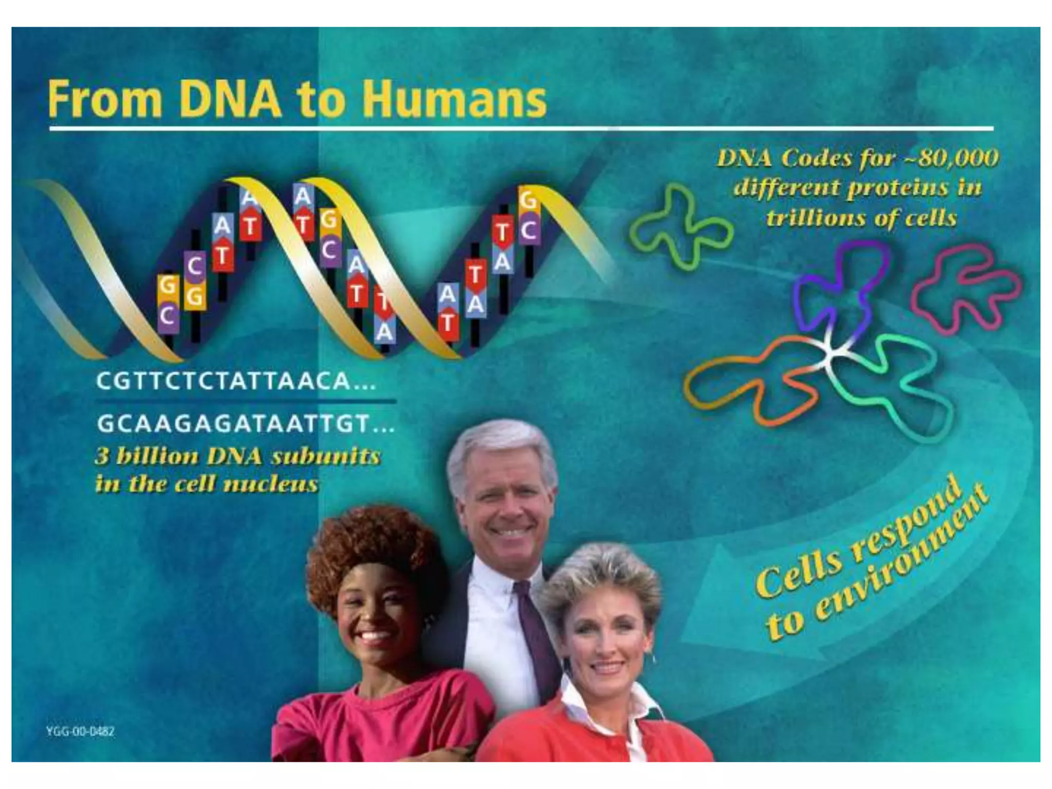 Humans Dna Structure | PPT