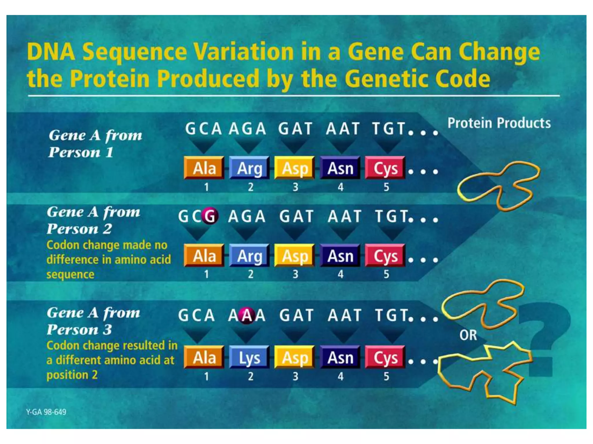 Humans Dna Structure | PPT
