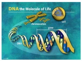 Humans Dna Structure | PPT