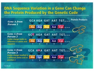 Humans Dna Structure | PPT
