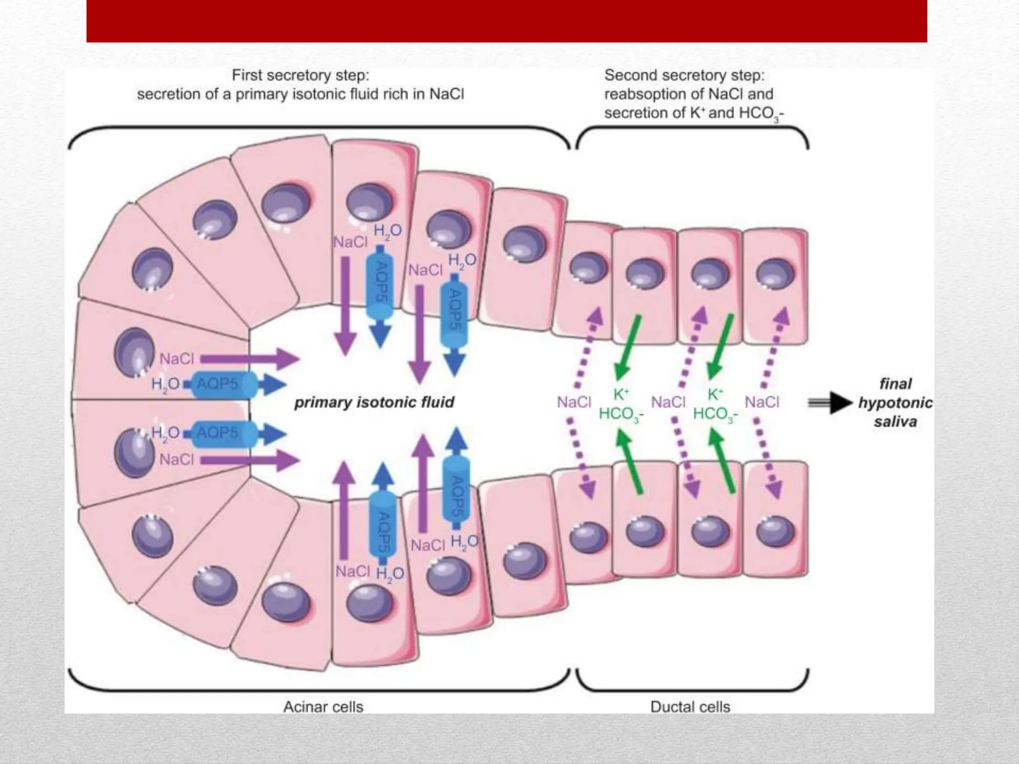 human secretion like saliva in the process.pptx