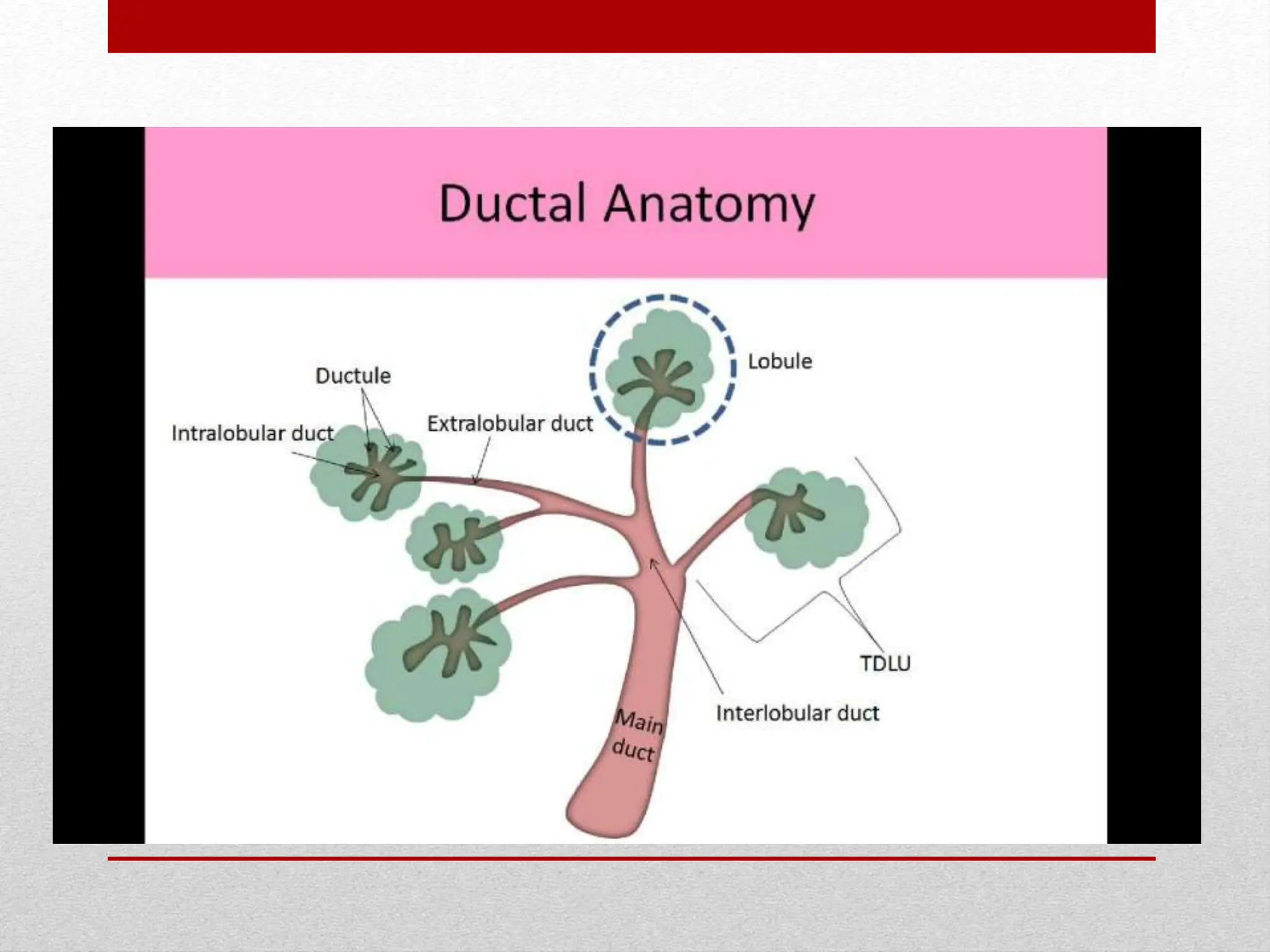 human secretion like saliva in the process.pptx