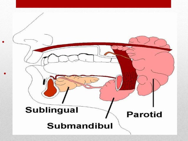 human secretion like saliva in the process.pptx