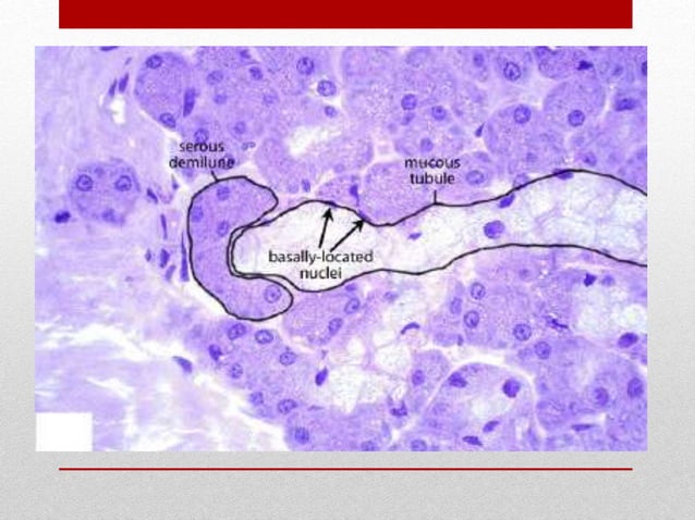 human secretion like saliva in the process.pptx