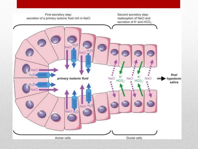 human secretion like saliva in the process.pptx