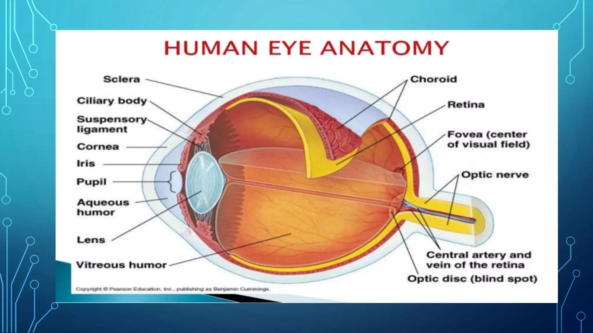 Human sense organs | PPTX