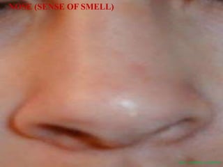 HUMAN SENSORY ORGANS | PPTX