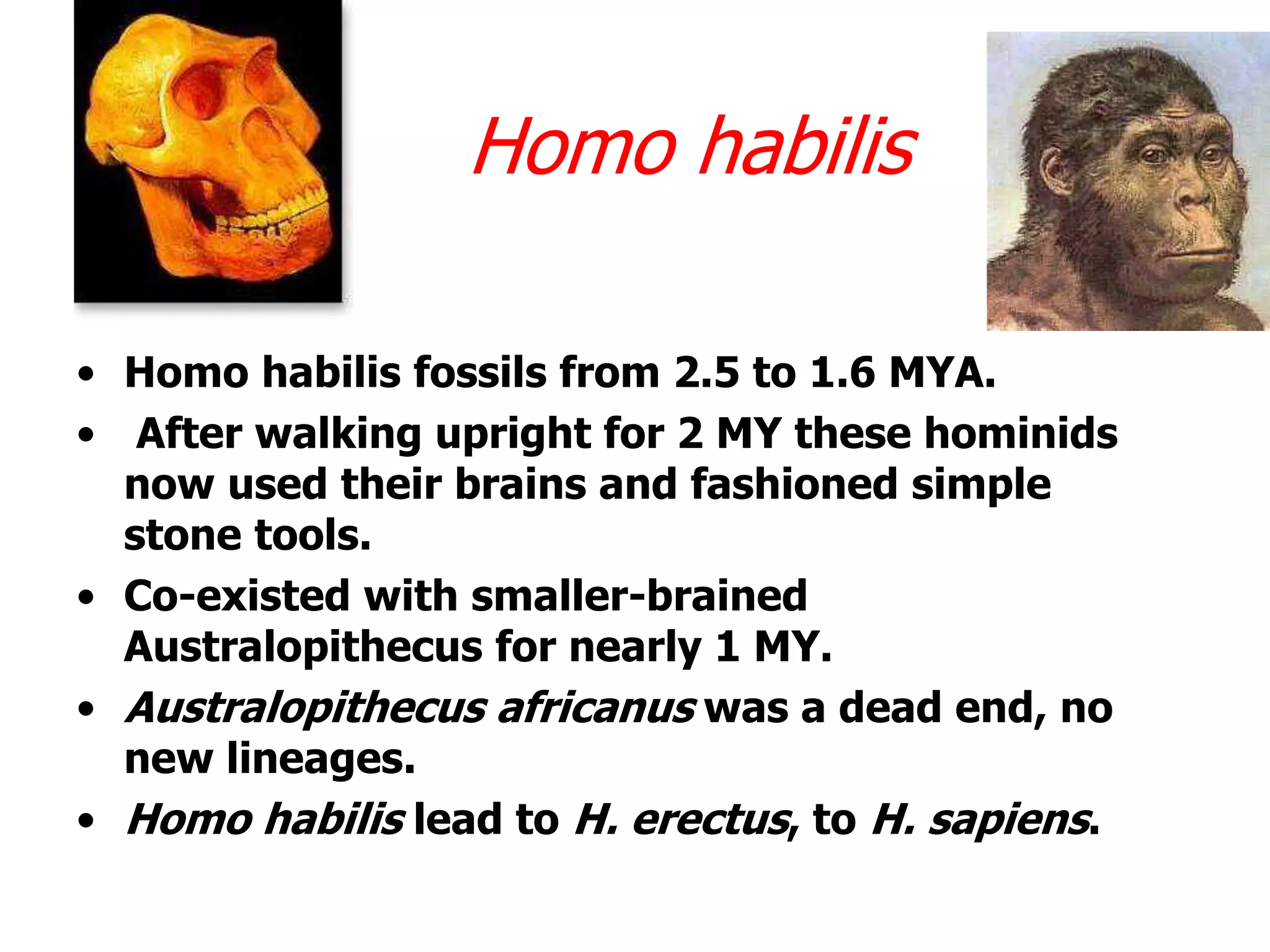 Humansevolutionhp Ppt