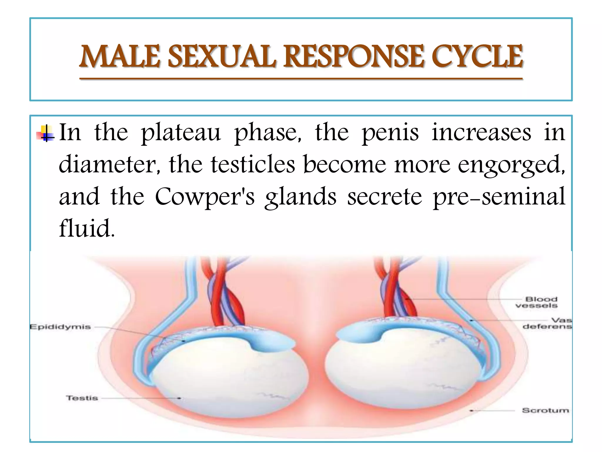 Human Sexuality And Human Sexual Response Cycle Pptx Sexual