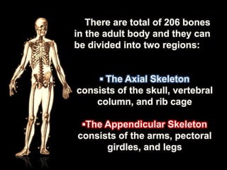 The Human Skeletal System | PPTX