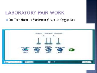 Human skeletal system | PPT