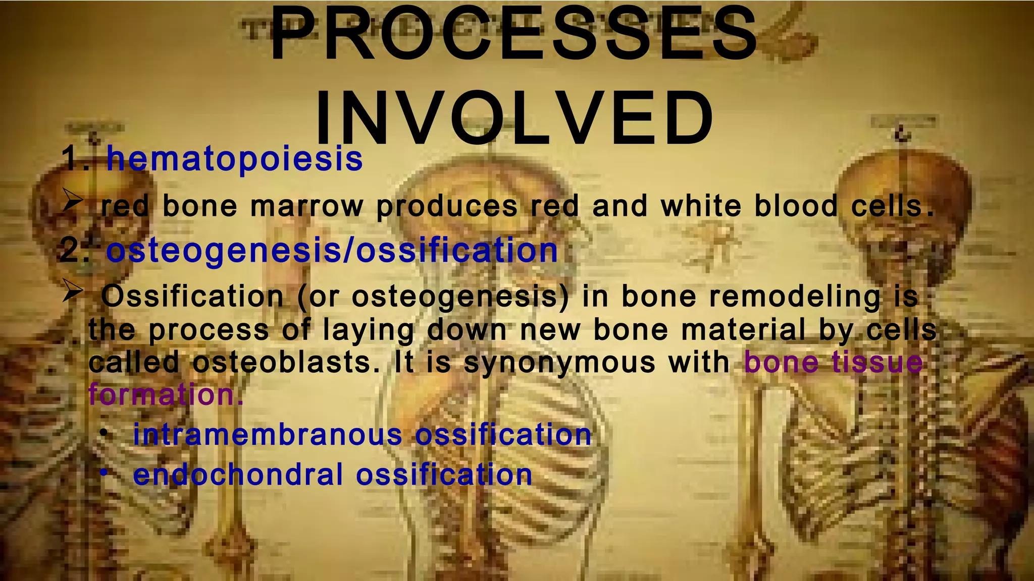 Human skeletal system | PPT