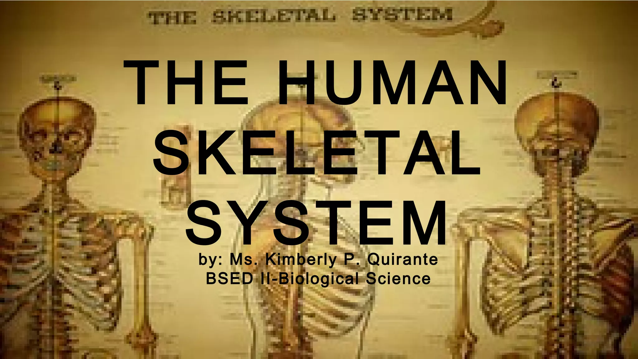 Human skeletal system | PPT