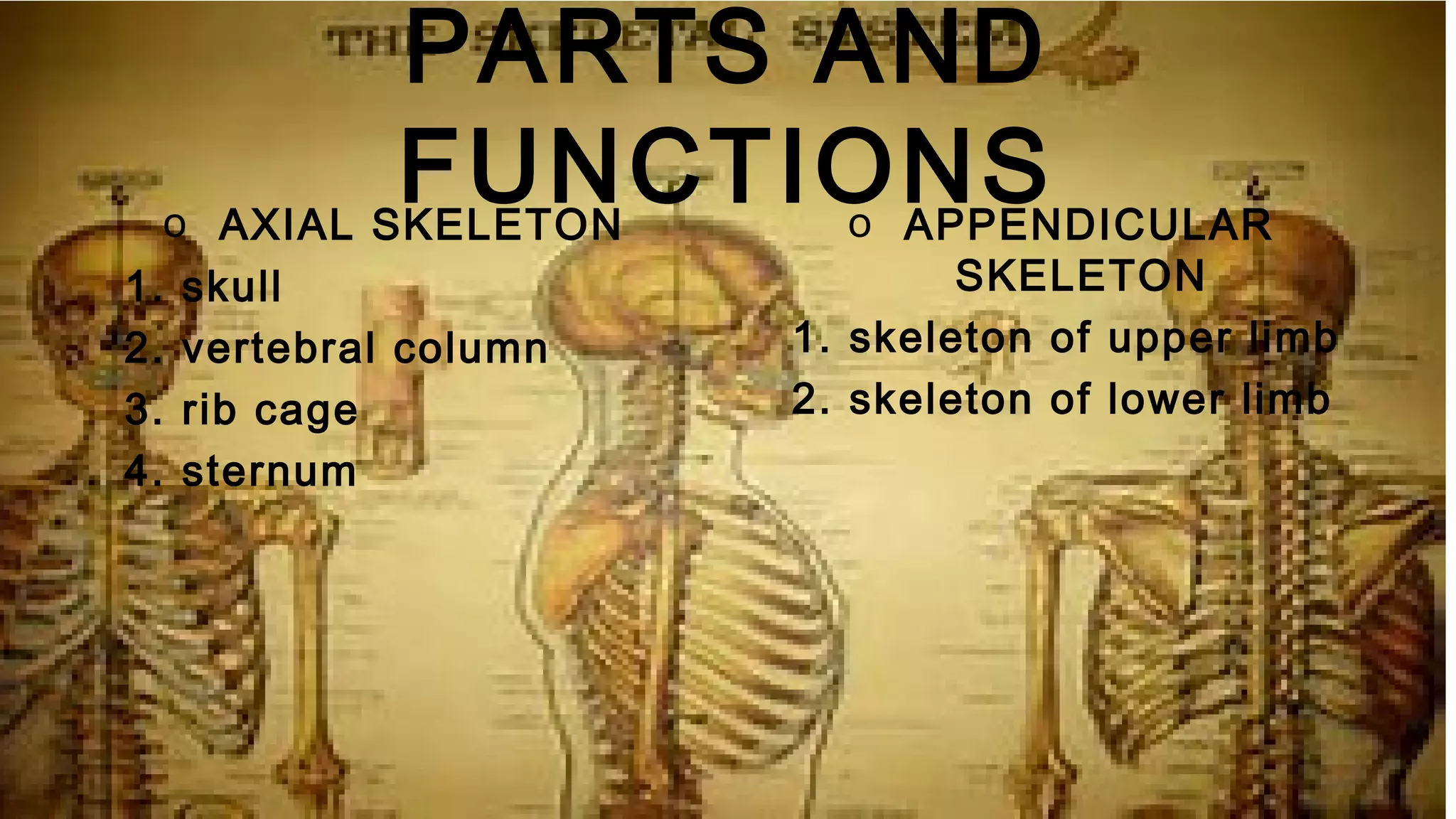Human skeletal system | PPT