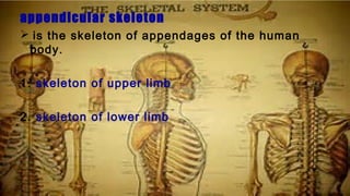 Human skeletal system | PPT