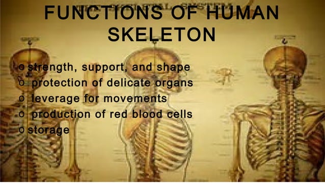 Human skeletal system | PPT