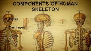Human skeletal system | PPT