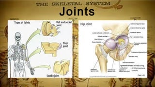 Human skeletal system | PPT