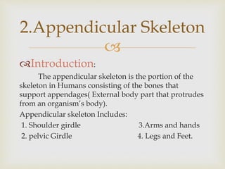 "Human skeletal system" | PPTX