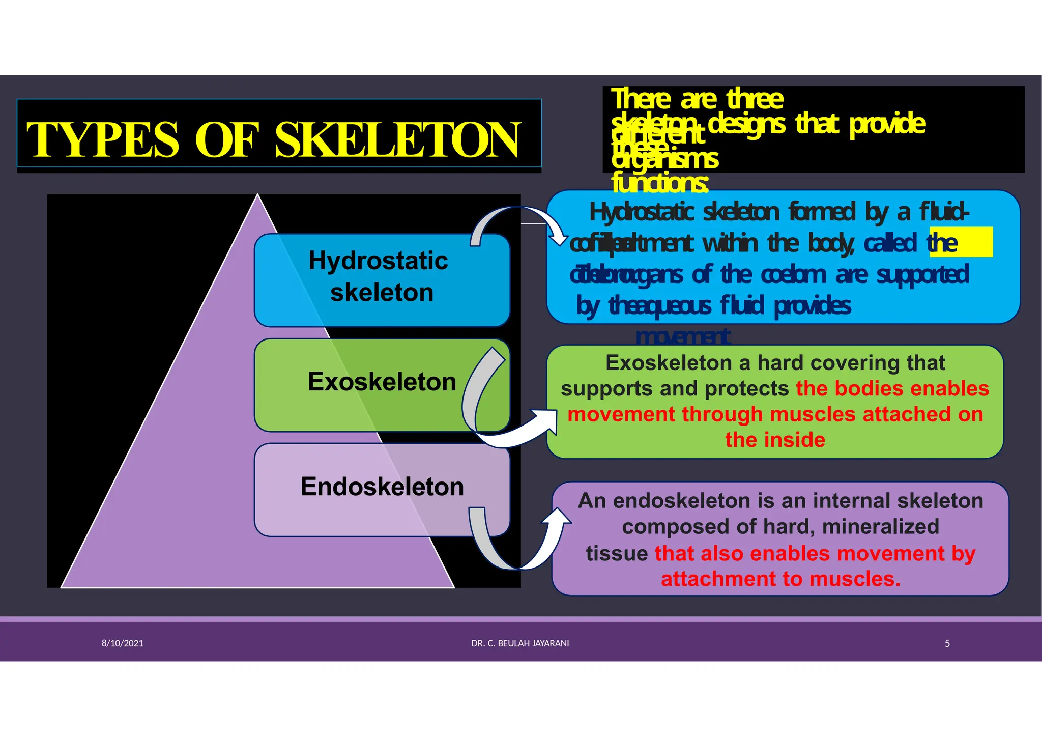 human skeletal system IN HUMAN BODY.pptx
