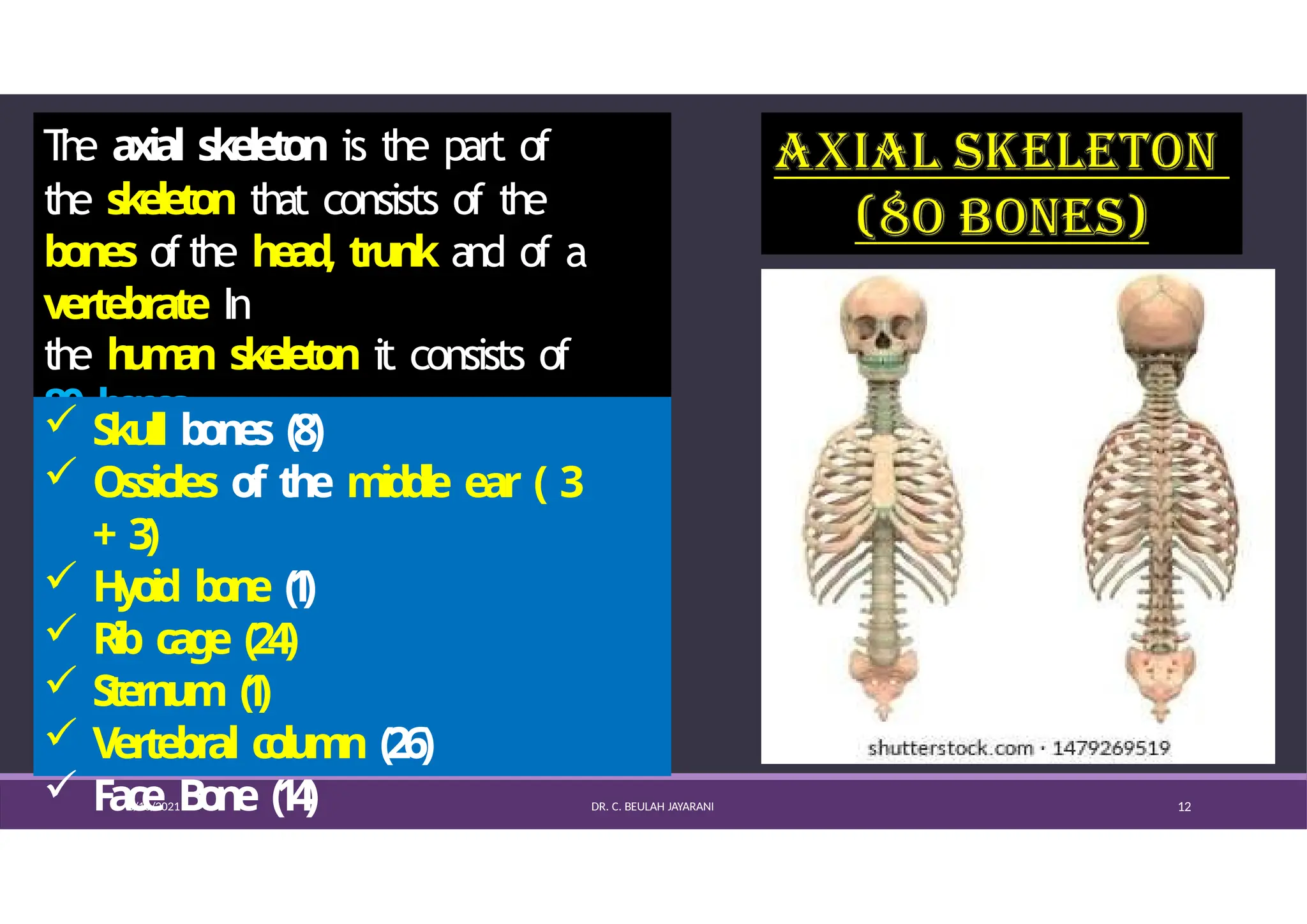 human skeletal system HUMAN BODY.pptx