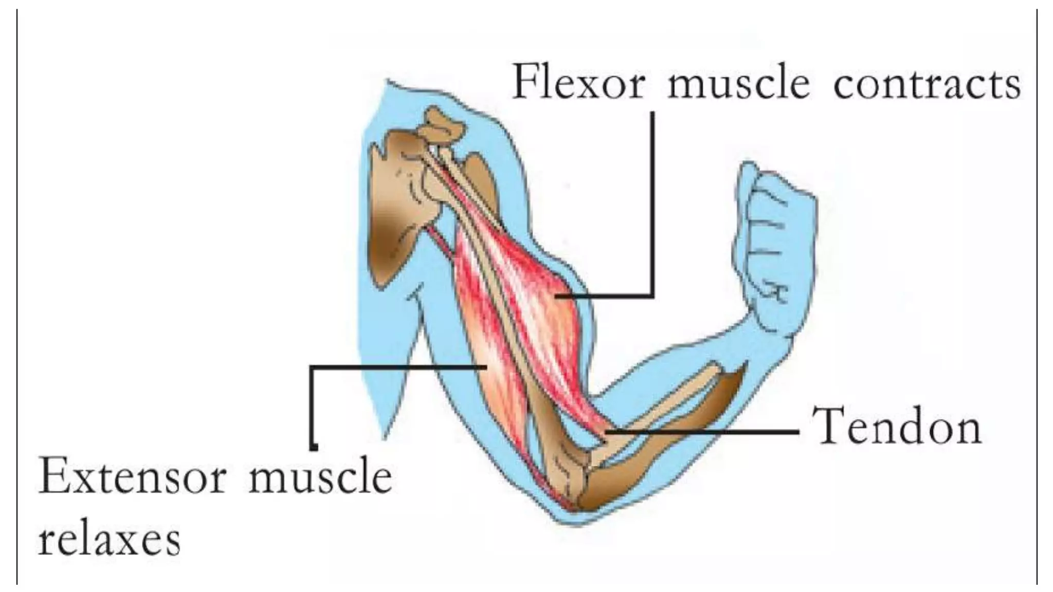 Human skeletal system( bones& movement) | PPTX