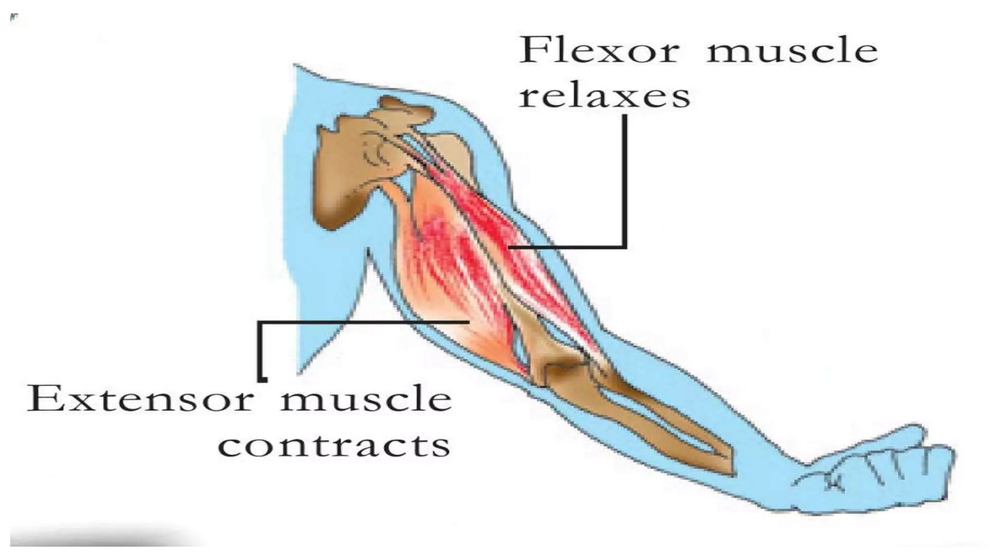 Human skeletal system( bones& movement) | PPTX