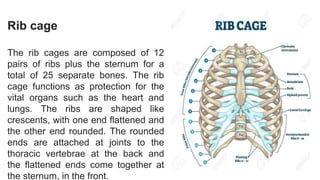 Human Skeletal System -Archana Gangwar M.Sc. I year.pptx