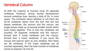 Human Skeletal System -Archana Gangwar M.Sc. I year.pptx