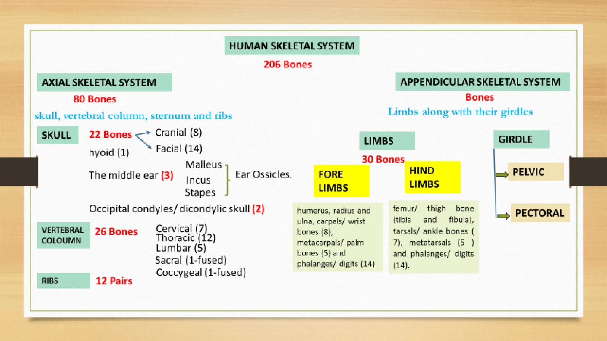 Human skeletan system.pdf. Infographic and chart | PDF