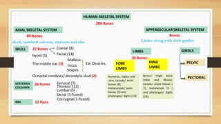 Human skeletan system.pdf. Infographic and chart | PPT