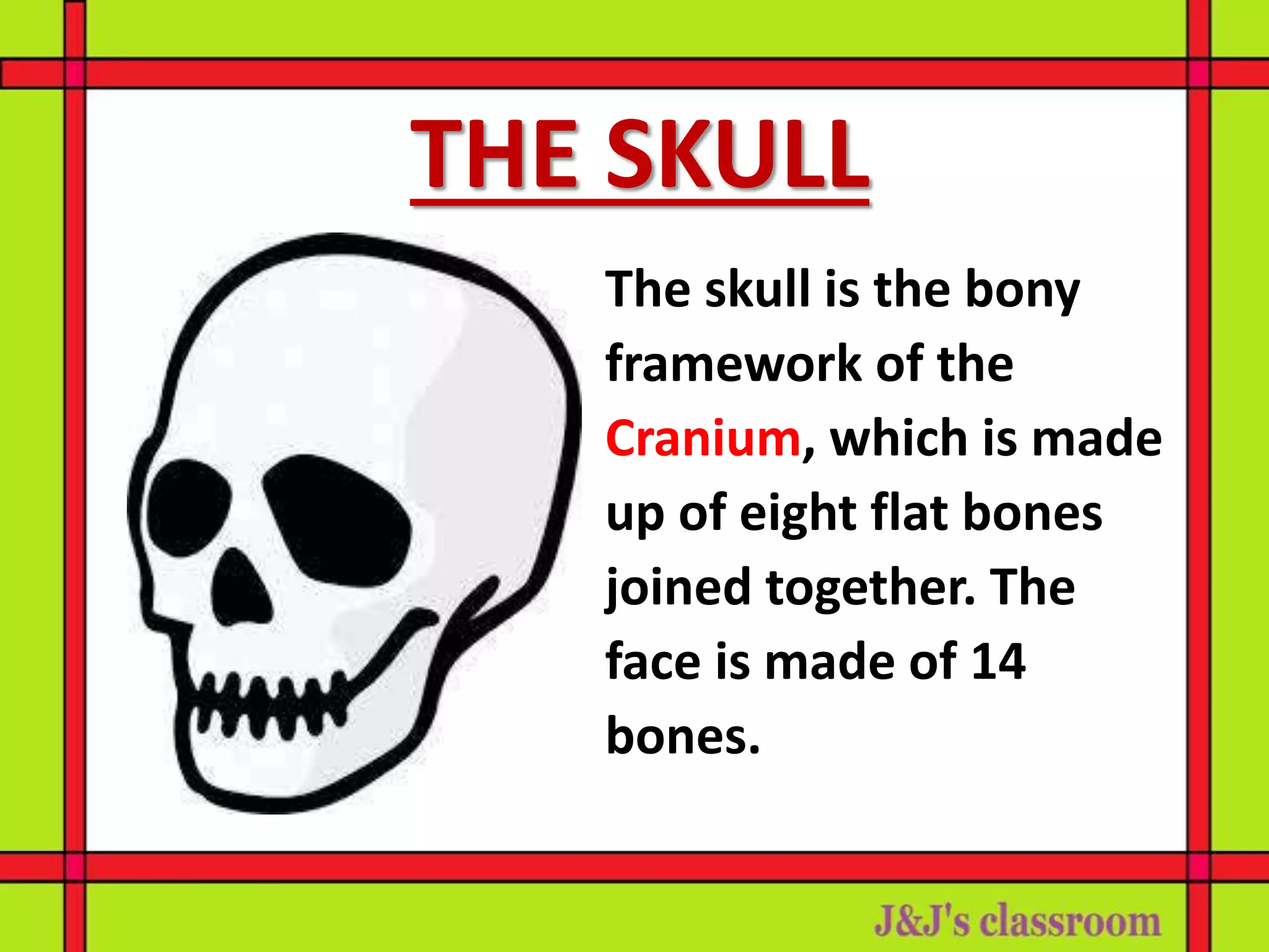 parts of human skeleton and it's functions | PPT