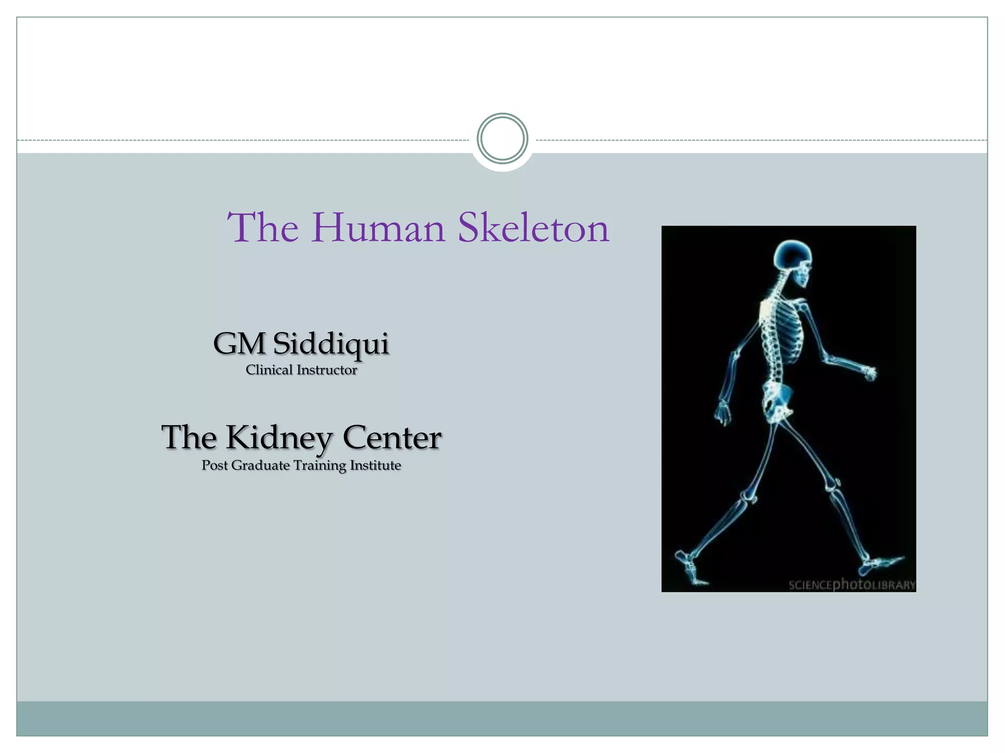 Human skeleton. | PPT